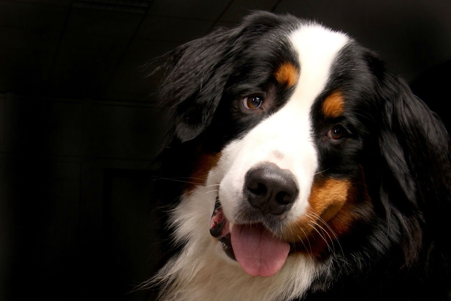 Encontro de São Bernardo e Bernese, bingo e adoção de pets em Curitiba
