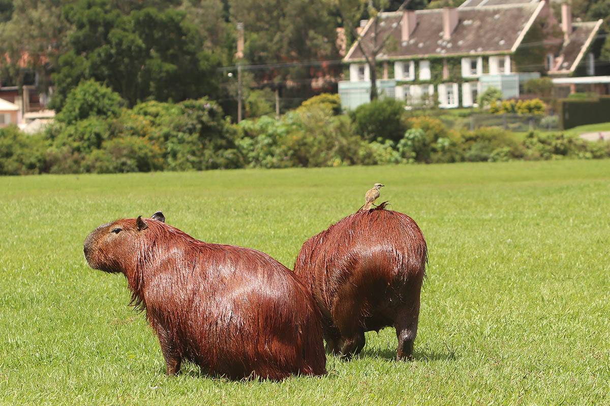 Capivaras Parque Barigui_HBBLOG - Tribuna em foco