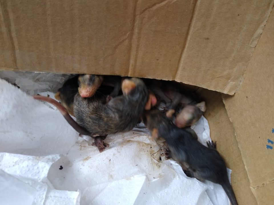 Filhotes de gambá são salvos em parque de Curitiba