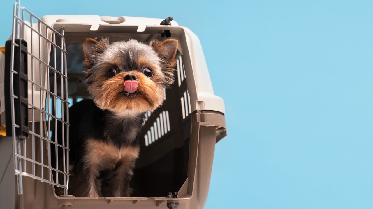 Companhias aéreas não são obrigadas a embarcar animais de suporte emocional