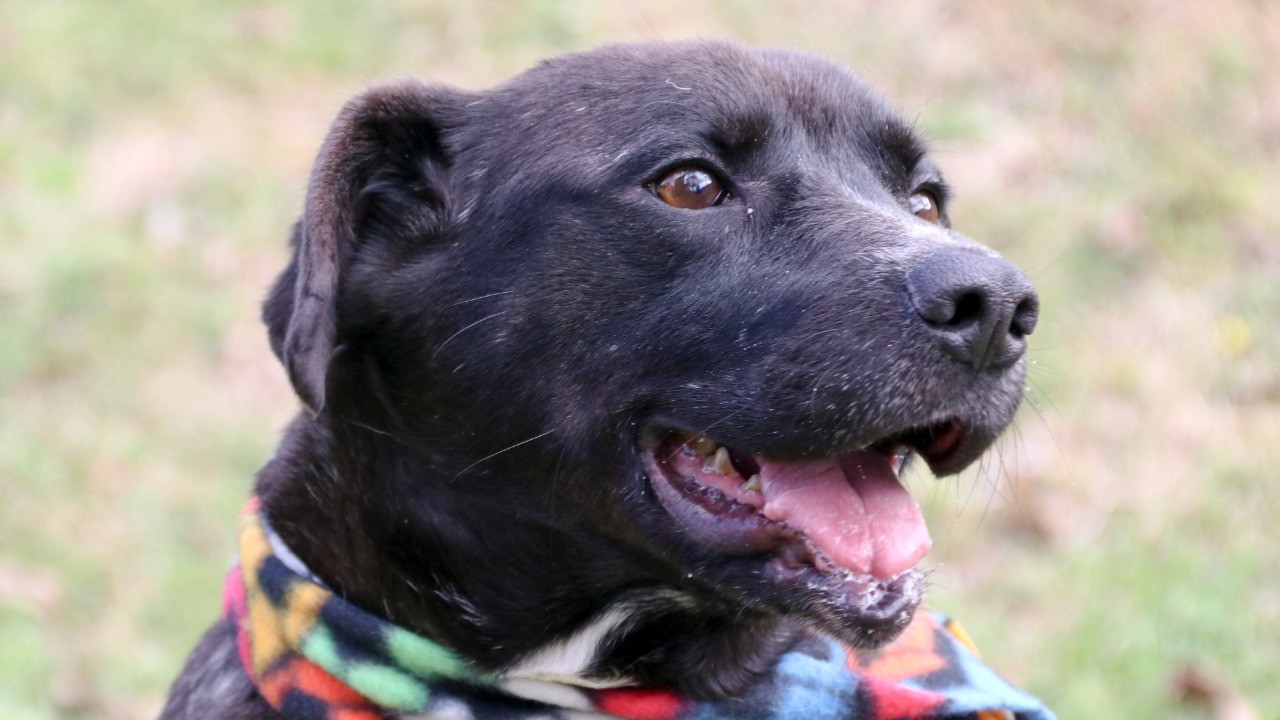 Queixinho tem final feliz! Ele encontrou novo lar depois de sofrer ...