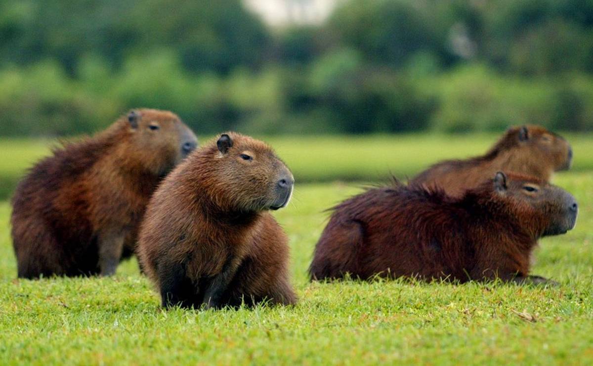 Febre maculosa: capivara de Curitiba é hospedeira de carrapato; há perigo?