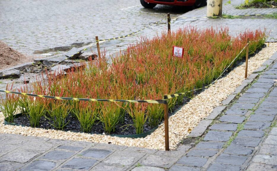 Planta Tóxica em rua de Curitiba traz medo e gera polêmica