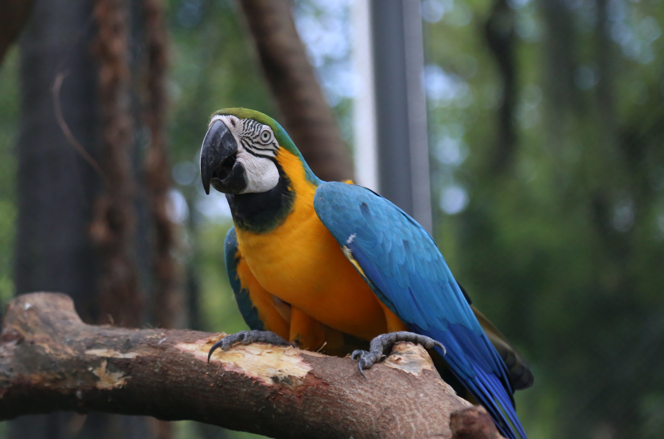 Arara canindé, ameaçada de extinção, é resgatada de venda clandestina ...