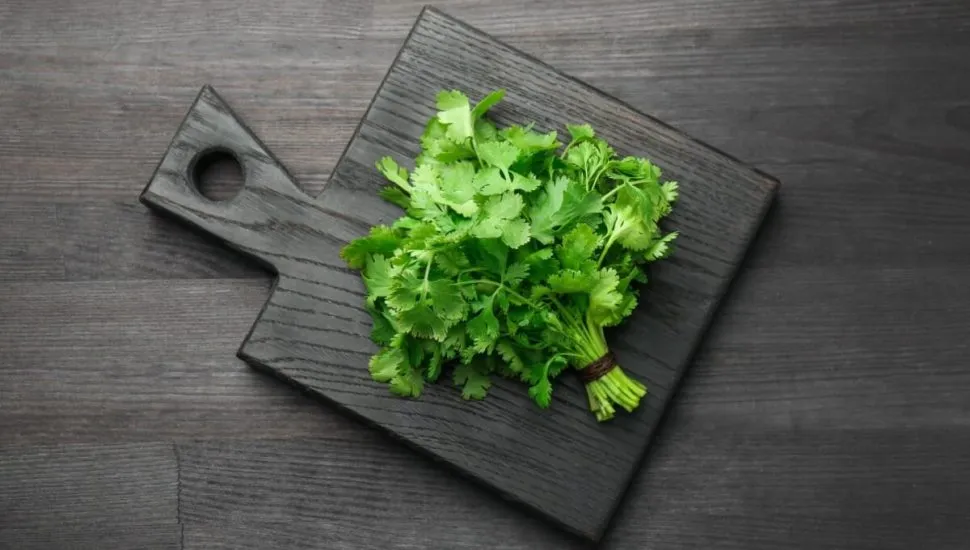 7 benefícios do coentro para a saúde e formas de usá-lo | Tribuna do Paraná