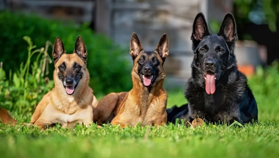 Pastor Alemão x Belga Malinois: 7 diferenças entre as raças