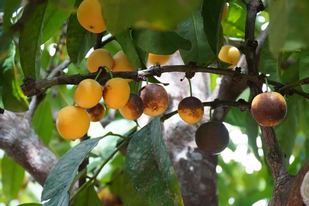 5 benefícios do bacuri para a saúde e como usá-lo | Tribuna do Paraná