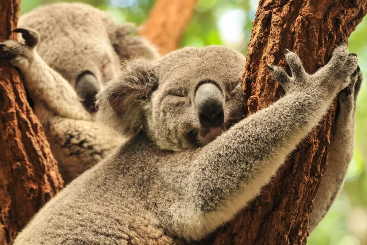 Coala: Características e Curiosidades Incríveis