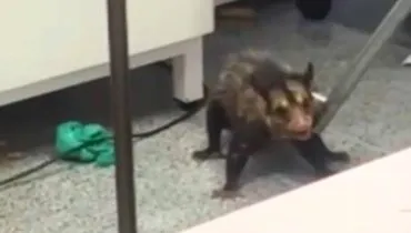 Gambá invade posto de saúde em Curitiba; Vídeo