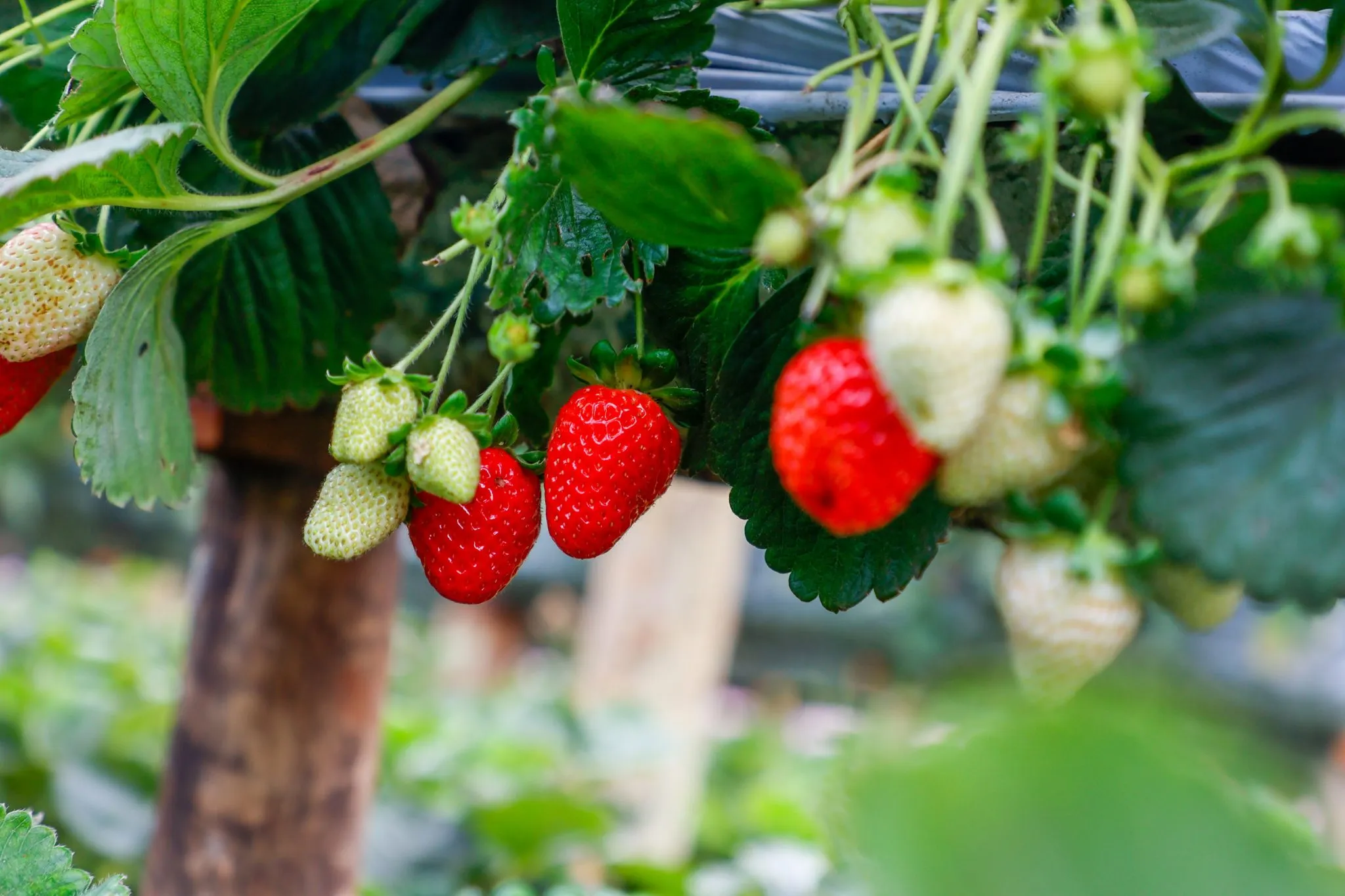 Região do Paraná transforma morango em joia da agricultura familiar
