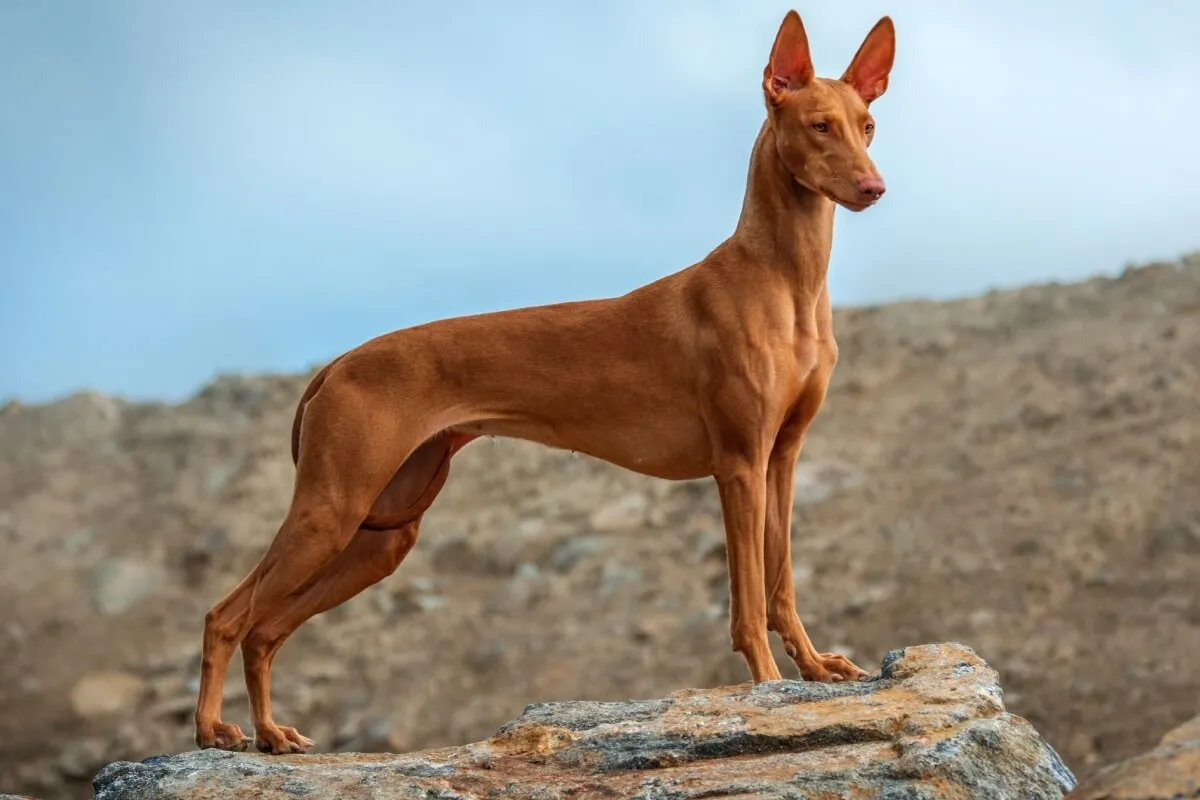 Pharaoh hound: conheça as características do cachorro dessa raça ...