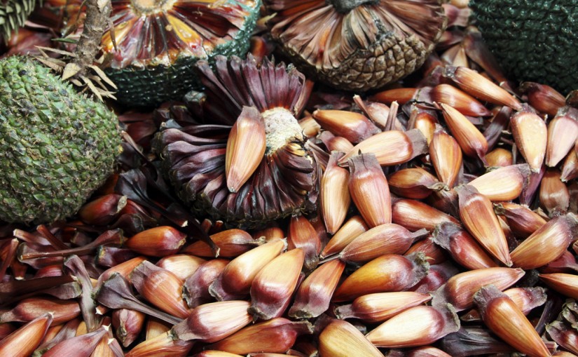 Como escolher o pinhão mais gostoso para comer? | Tribuna do Paraná