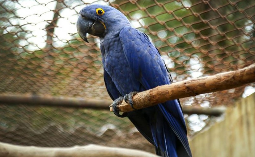 Zoológico de Curitiba tem um novo morador: um filhote de arara-azul