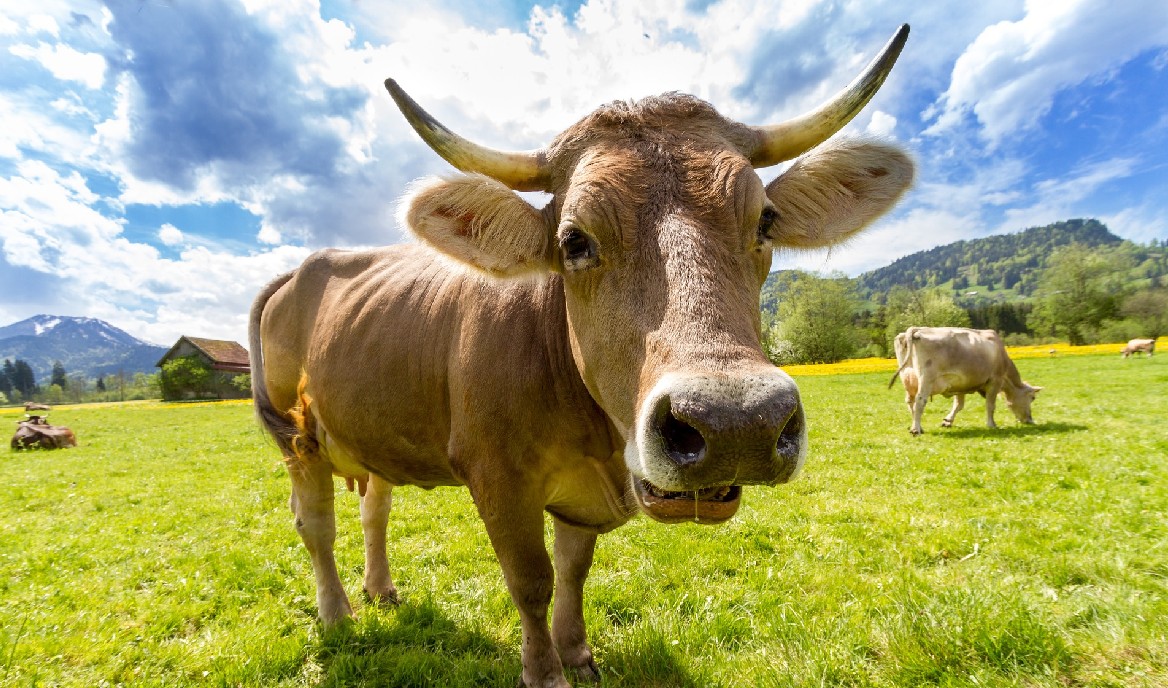 É treta! Copo de leite e copo de vinho travam duelo na geladeira! Vem ...