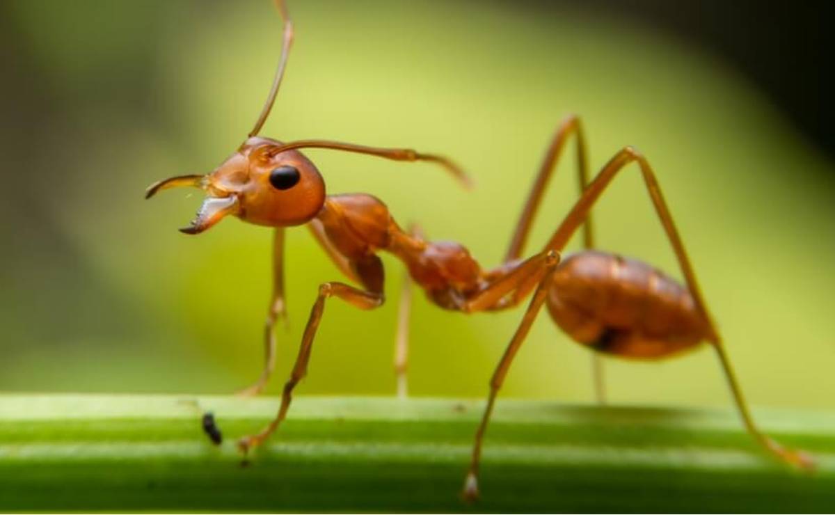 Como se livrar das formigas em casa? Darta tem a solução!